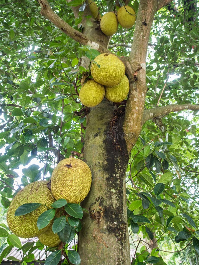 Jack Fruit Size