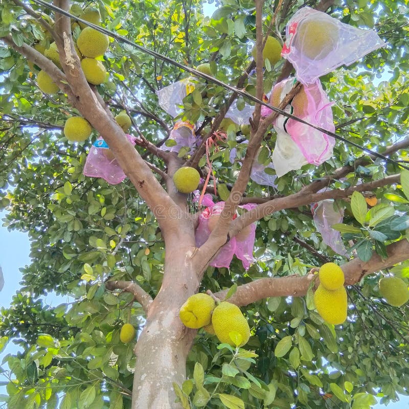 A Jackfruit Tree that is Already Bearing Fruit in the Garden Next To ...