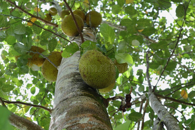 From Below, a View of a Jack Treetop with a Jack Fruit Growing on Its ...