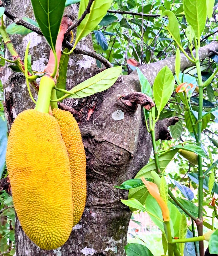 The Jackfruit Tree that is Bearing Fruit in the Backyard of Uncle& X27 ...