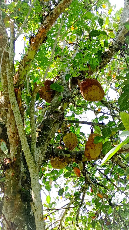 Jackfruit Tree Bearing Fruit Stock Photo - Image of garden, fruit ...