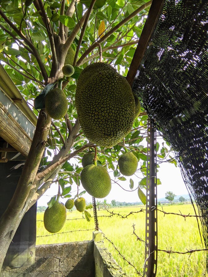 The Jackfruit Tree Bears a Lot of Fruit, in Indonesia If it is Still Unripe and Young it Can Be ...