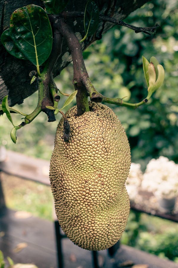 Jackfruit on the Tree Branch with Blur Background Vertical Macro Stock ...