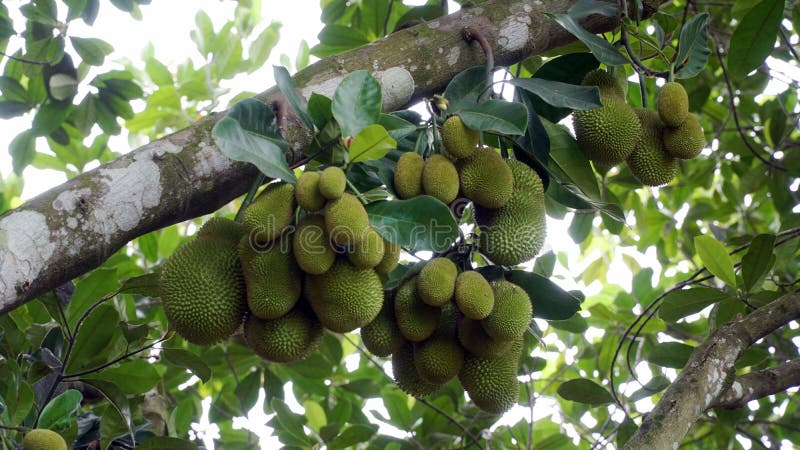 The jackfruit on the tree stock image. Image of branch - 118562773