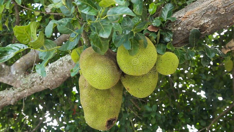 Jackfruit on the tree. stock video. Video of grow, garden - 94436305
