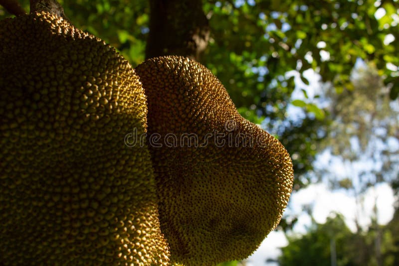 A Jackfruit Tree with Some Ripe Fruit. Artocarpus Heterophyllus. Stock ...