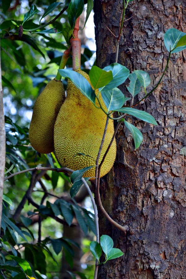 316 Jak Tree Stock Photos - Free & Royalty-Free Stock Photos from ...