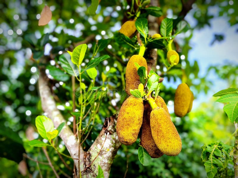 Jackfruit Flower
