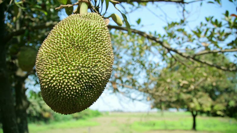 Jackfruit Tree with Ripe Jackfruit Fruits Hanging on the Branch Stock ...