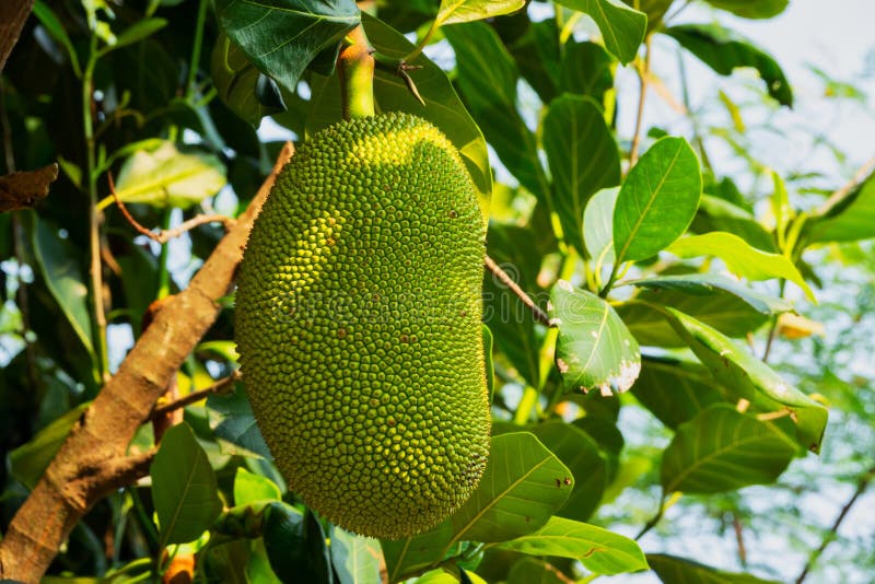 Jackfruit on Tree stock photo. Image of branch, organic - 154138576