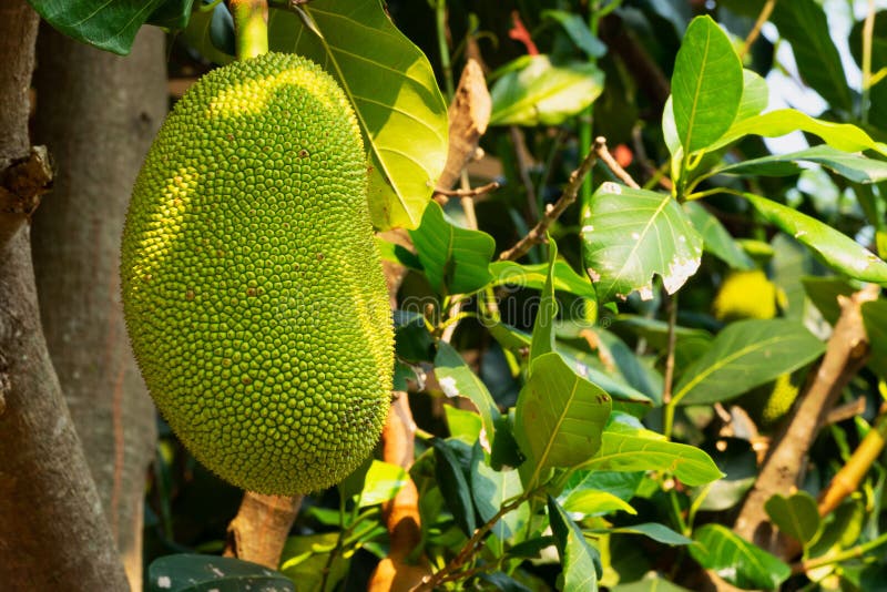 Jackfruit on Tree stock photo. Image of asian, outdoors - 154138578
