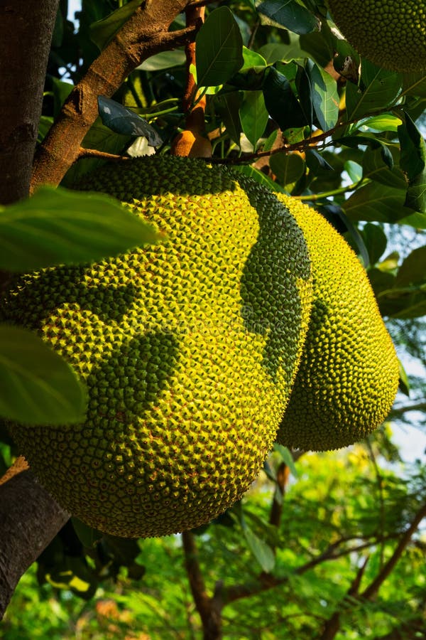 Jackfruit on Tree stock image. Image of sweet, nature - 154138579