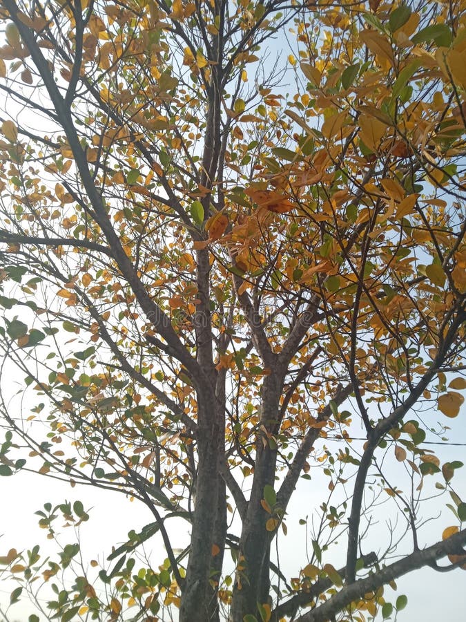 Jackfruit Tree Dropping Its Leaves Stock Photo - Image of evergreen ...