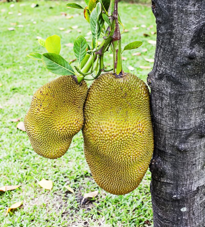 1,596 Big Jackfruit Tree Stock Photos - Free & Royalty-Free Stock ...