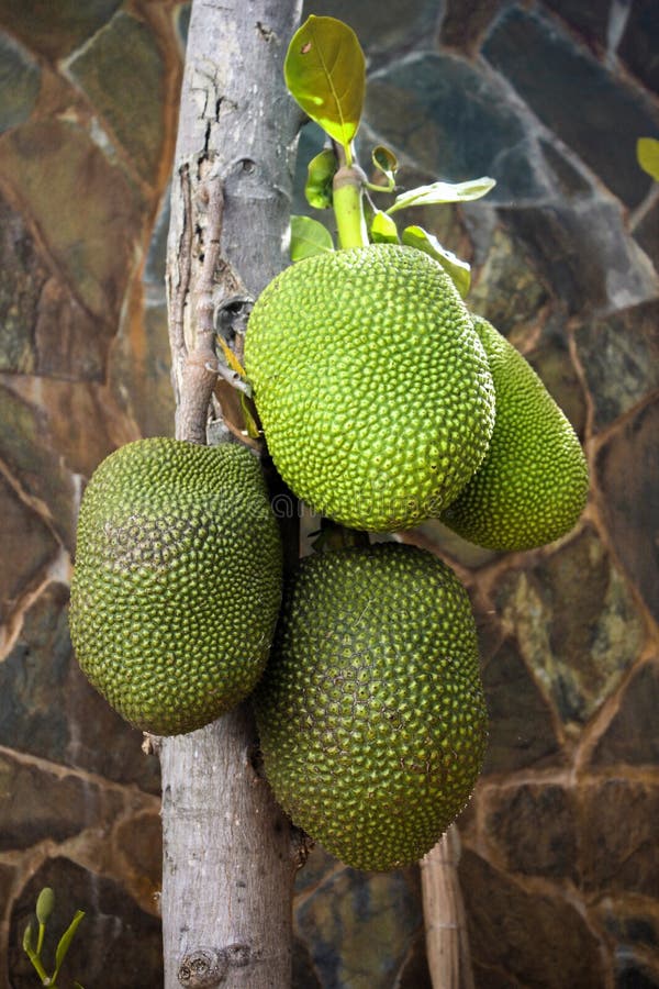Jackfruit, Tropical Indian Fruits Stock Photo - Image of yellowish ...