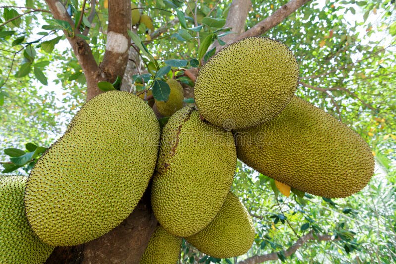 Jackfruit on tree stock image. Image of kanun, exotic - 53639859