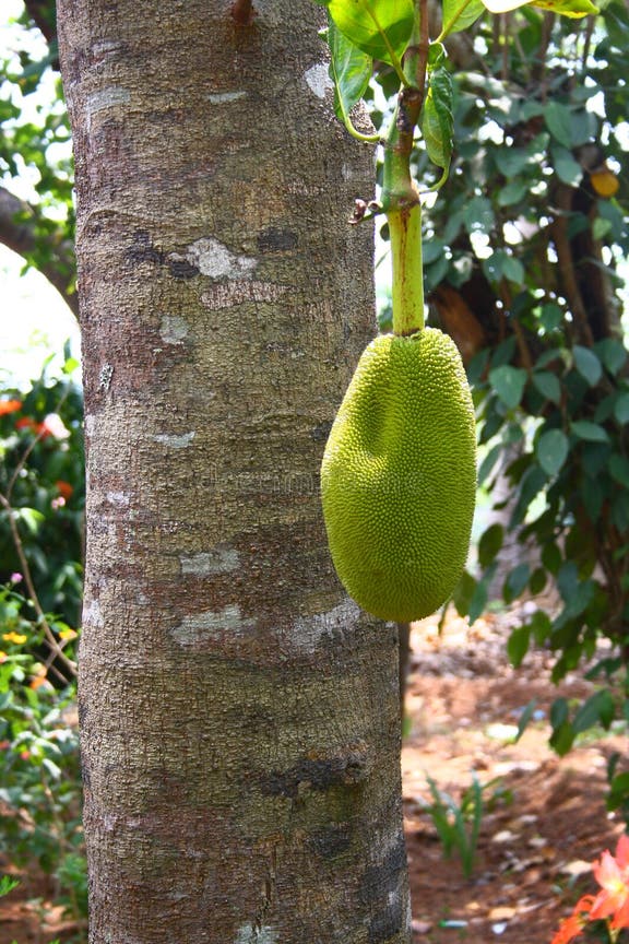 308 Kathal Tree Stock Photos - Free & Royalty-Free Stock Photos from ...