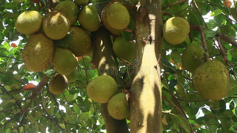 Jackfruit Tree with Ripe Jackfruit Fruits Hanging on the Branch Stock ...
