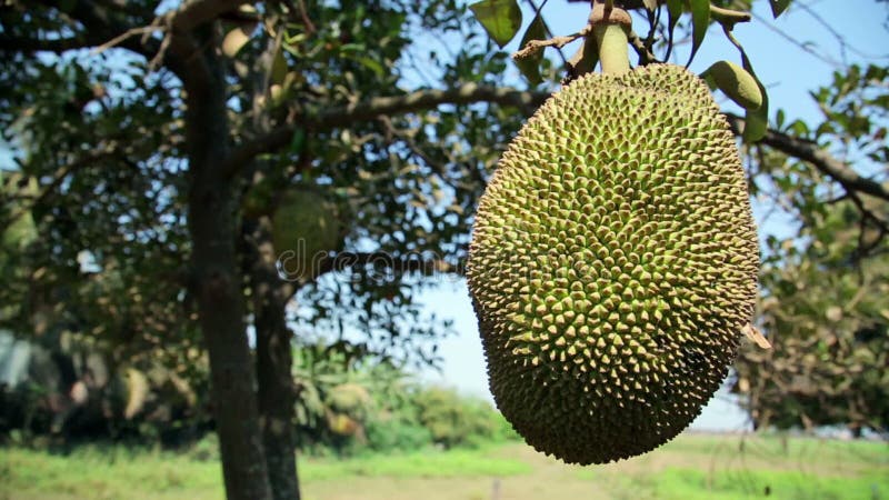 Jackfruit Tree with Ripe Jackfruit Fruits Hanging on the Branch Stock ...