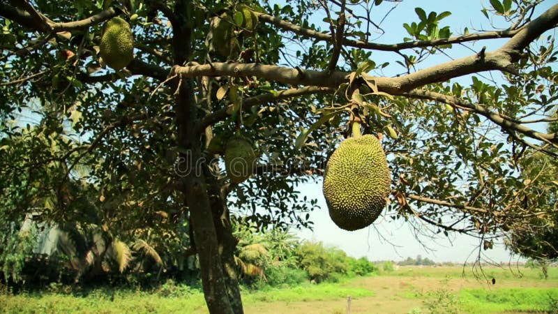 Jackfruit Tree with Ripe Jackfruit Fruits Hanging on the Branch Stock ...