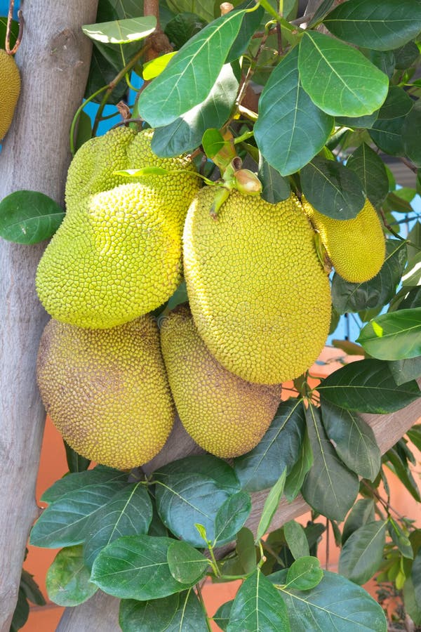 Fresh Jackfruit Slices in Bowl. Exotic Tropical Fruit Stock Image ...