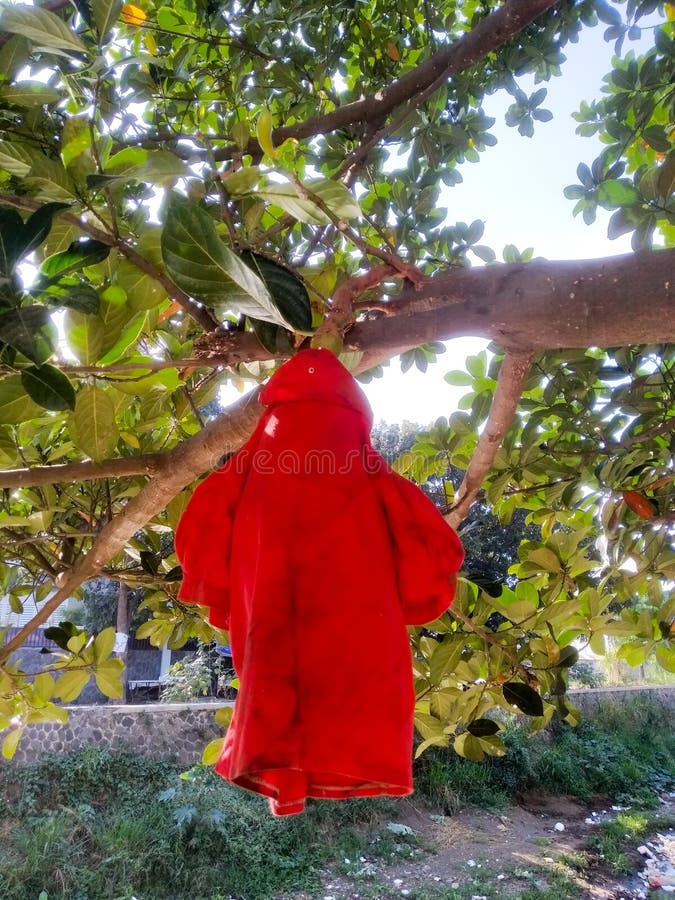 Jackfruit Tree Fruit Wrapped Stock Image - Image of produce, food ...