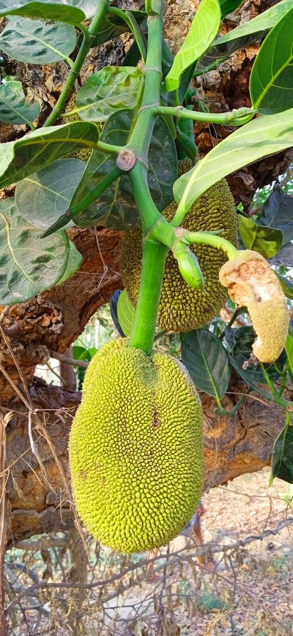 Jackfruit Tree Fruits in Branches Stock Photo - Image of jackfruit ...