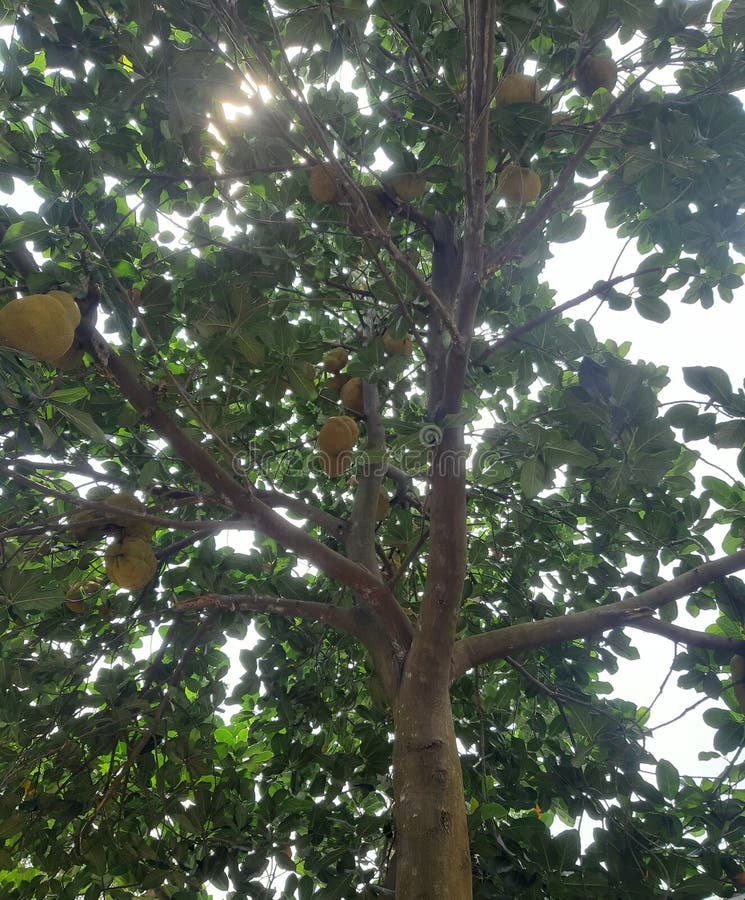 Jackfruit Tree with Full of Raw Jackfruit Stock Image - Image of full ...