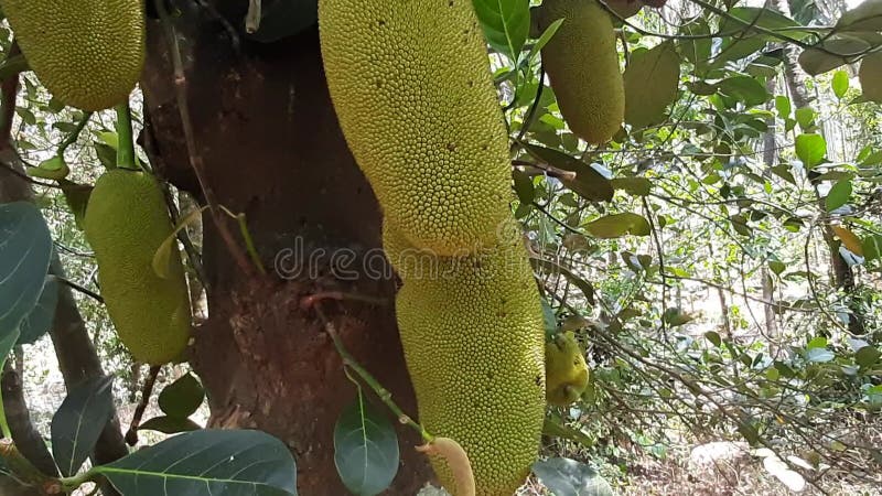 Jackfruit Tree with Ripe Jackfruit Fruits Hanging on the Branch Stock ...