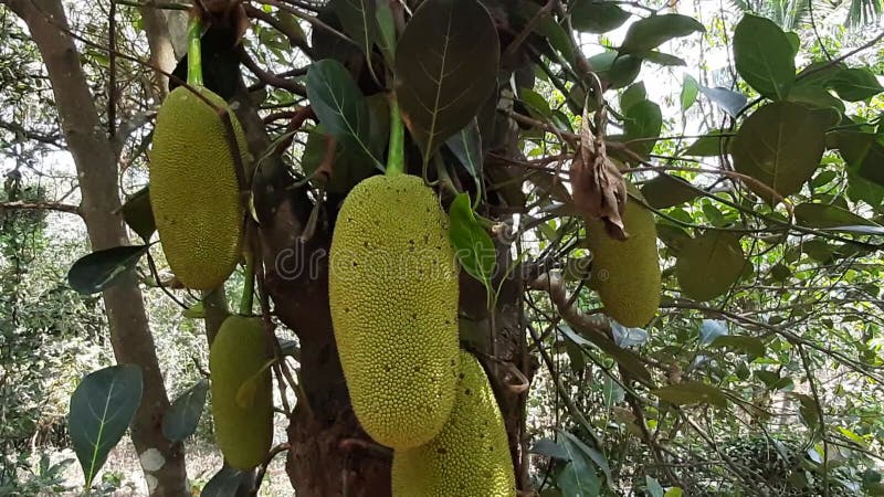 Jackfruit Tree with Ripe Jackfruit Fruits Hanging on the Branch Stock ...
