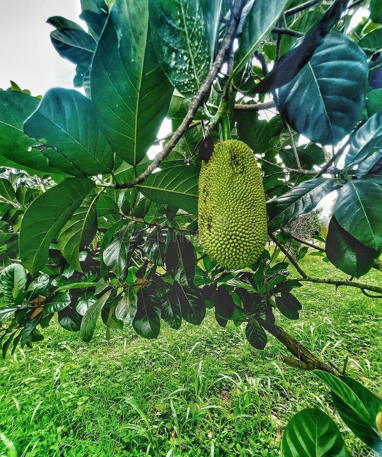 Jackfruit on the Tree is in the Garden Stock Photo - Image of ...