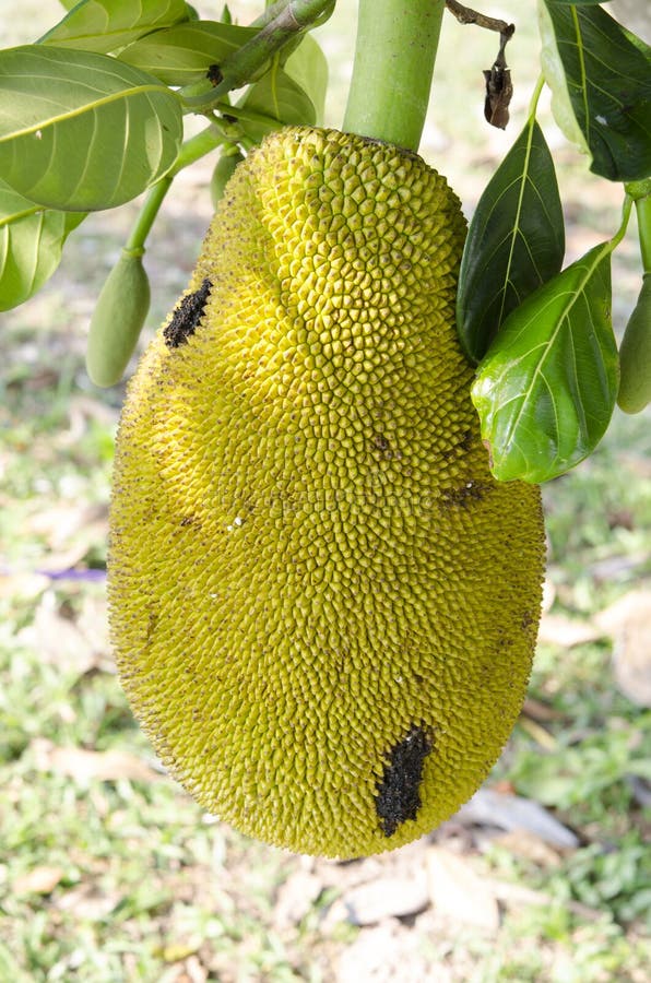 992 Jackfruit Crop Stock Photos - Free & Royalty-Free Stock Photos from Dreamstime