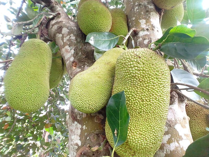 A Jackfruit Tree in the Garden. Stock Image - Image of plant, jackfruit ...