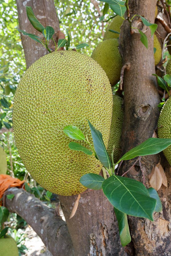 Jackfruit on tree stock photo. Image of medicine, small - 53640098