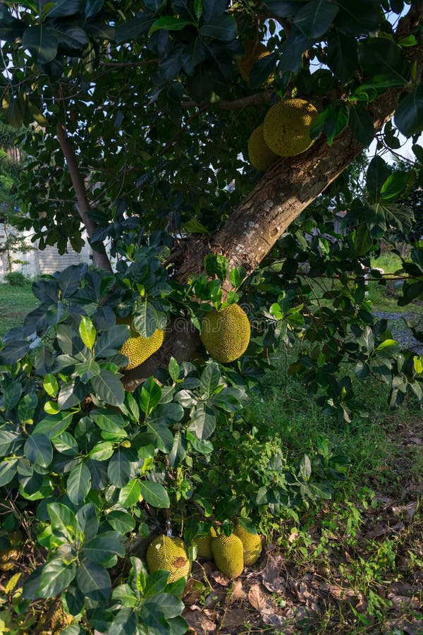 Jackfruit tree stock photo. Image of background, asia - 90804582