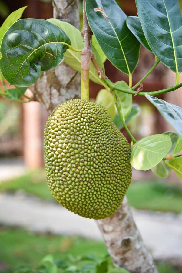 Jackfruit stock image. Image of diet, farm, growing - 115430747