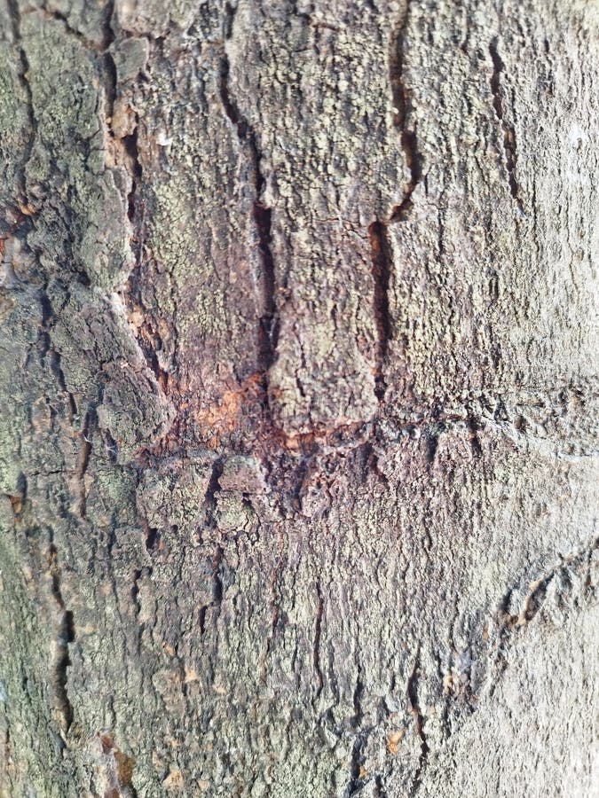 Jackfruit Tree with a Hard Trunk Stock Image - Image of growth, solid ...