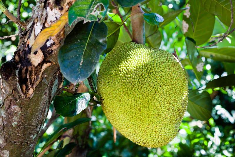 Jackfruit on the tree stock photo. Image of tree, jackfruit - 129434260