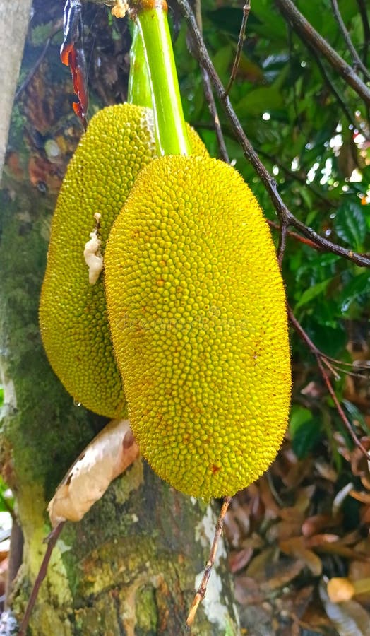 Jackfruit Tree Including Its Fruit Stock Image - Image of flower, shrub ...