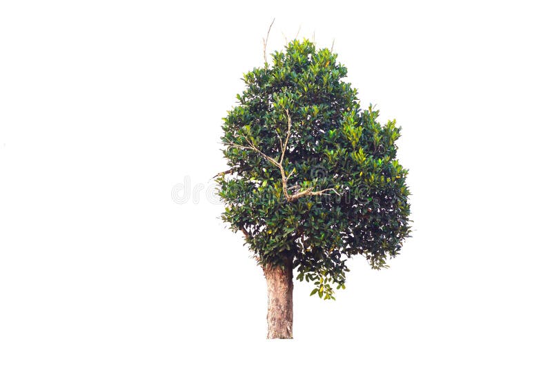 Jackfruit Tree Isolated on White Background,Dead Jackfruit Stock Photo ...
