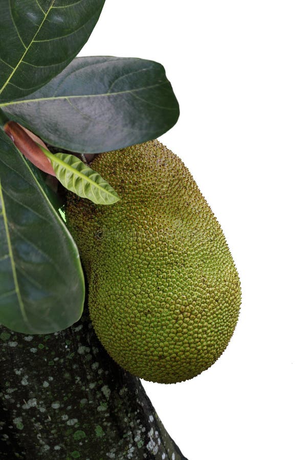 Jackfruit Tree stock photo. Image of crop, design, drink - 46895346