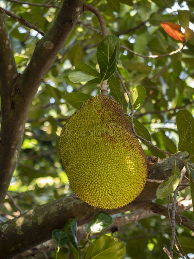 Jackfruit on the Tree. Jackfruit Stock Photo - Image of asian, farm ...