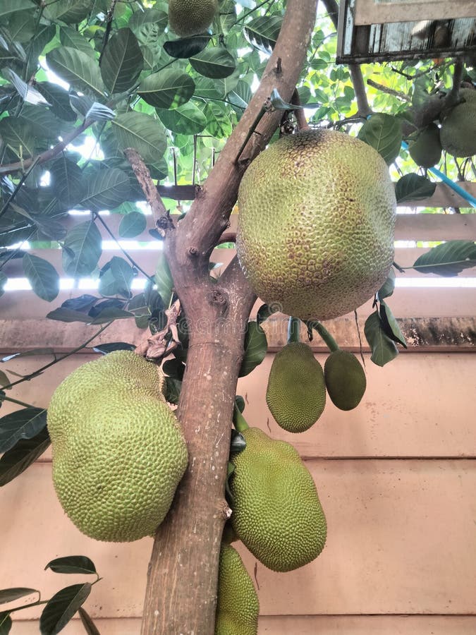 Jackfruit Tree, Jackfruit, Tree, Sweet Fruit Stock Image - Image of ...