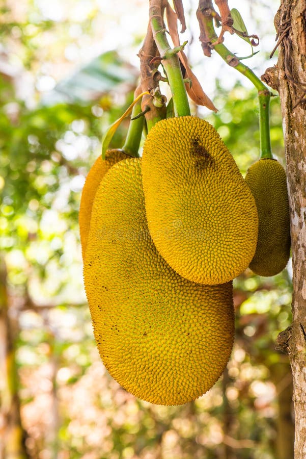 Fresh jackfruit on tree stock image. Image of gourmet - 176135251