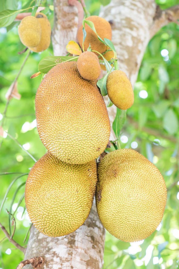 Fresh jackfruit on tree stock image. Image of grow, nature - 176135617