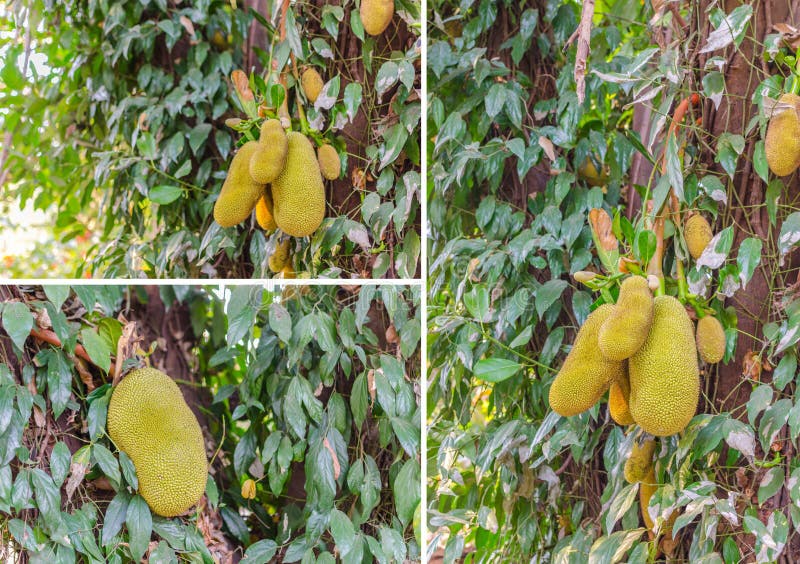 Jackfruit Tree stock image. Image of jack, breadfruit - 113971215