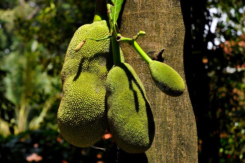 Jackfruit tree stock photo. Image of spikes, mulberry - 34858286