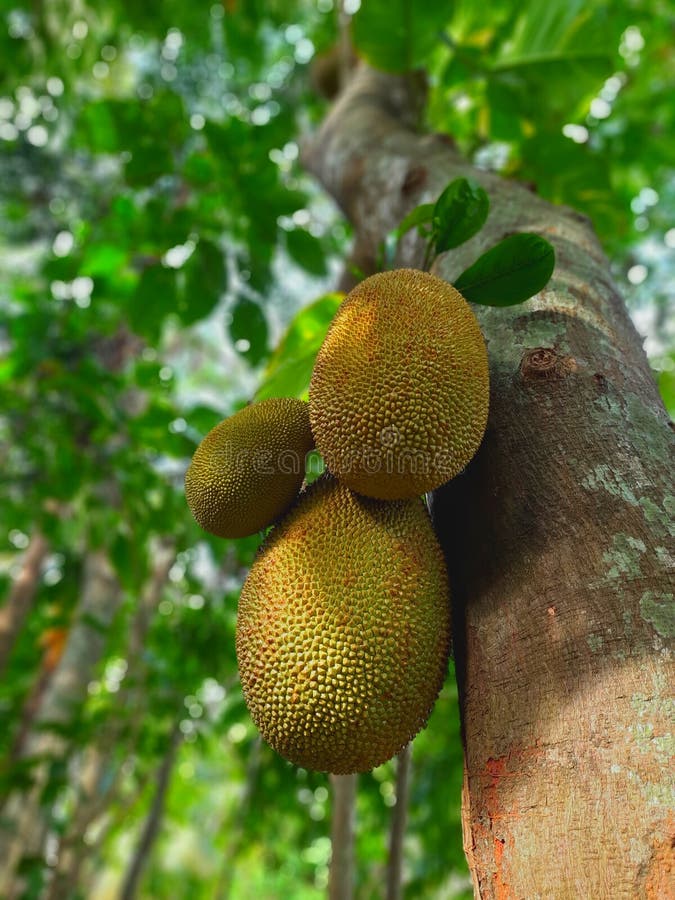 339 Jak Tree Stock Photos - Free & Royalty-Free Stock Photos from ...