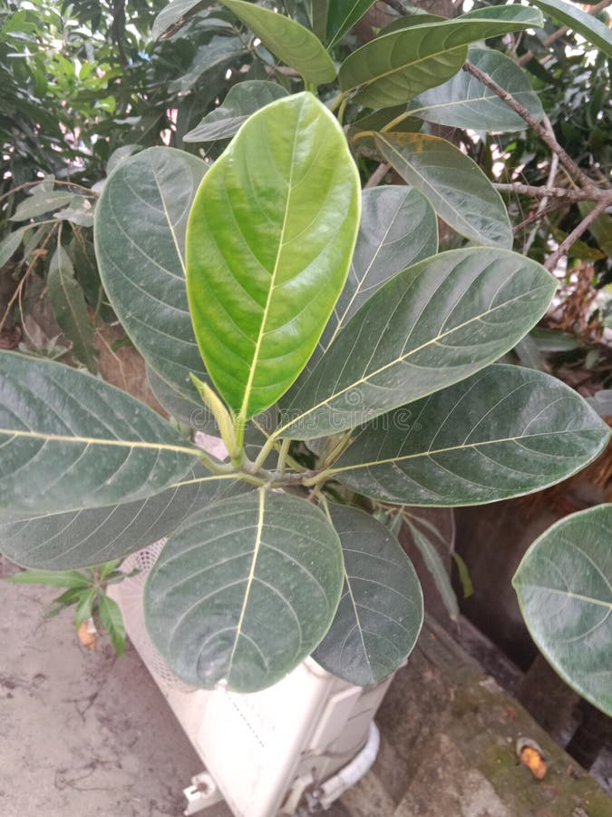 Group of Jackfruit Tree Leaf Green Closeup Stock Photo - Image of leaf ...