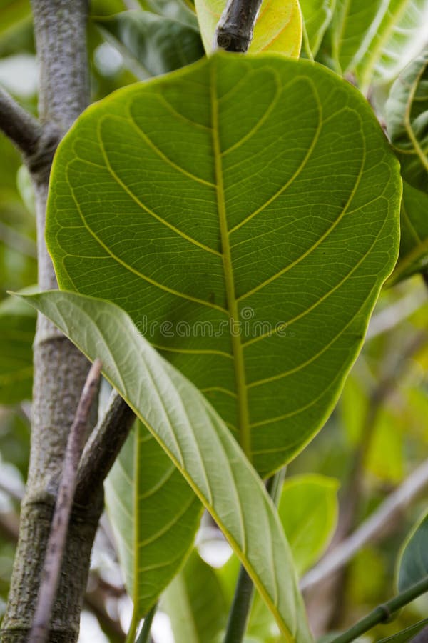 Jackfruit tree leaf stock photo. Image of shrub, beautiful - 303352202